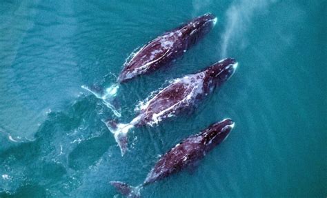 Bowhead Whales Can Live For Centuries And We Finally Know How