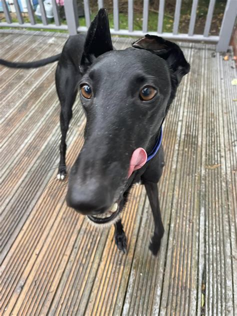 Del Greyhound Protection Uk