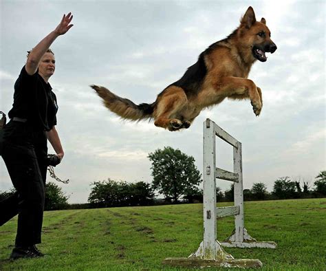 German Shepherd Training Tips