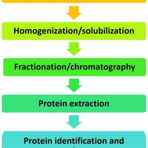 Steps Involved In Protein Extraction And Identification Using Different Download Scientific