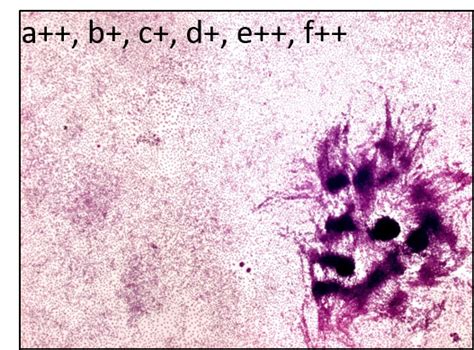 Non Animal Testing Alternative Test Methods In Vitro Toxicology Iivs