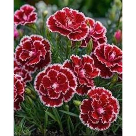 Carnation Assorted Agrimark