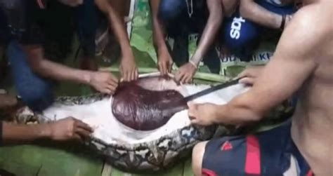Woman Swallowed Whole By Python And Found Undigested Inside