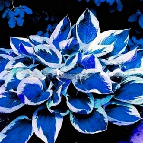 Blue Hosta Seeds Bonsai Lily Perennial For Shade Gardens Etsy Blue