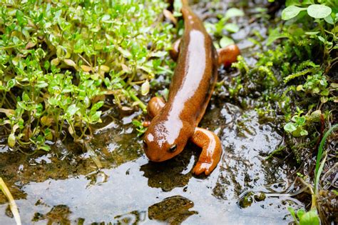 Understanding The Differences Between Newts And Salamanders