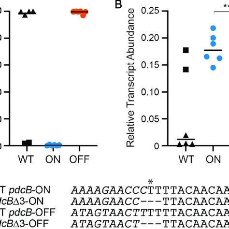 Mutation Of The Right Inverted Repeat Results In Phase Locked Strains