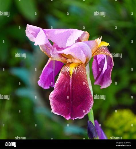 Flower Purple Bearded Iris Or Iris Germanica Latin Iris Germanica In
