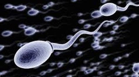 How Long Can Sperm Live After Intercourse Inside The Body Iytmed Com