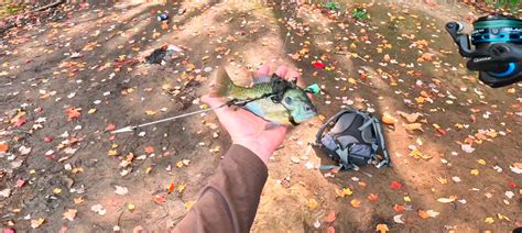 Dingus Sticks Dingus Sticks