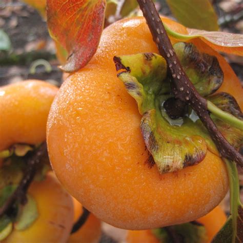 Persimmon Facts Why Are Some Better Than Others