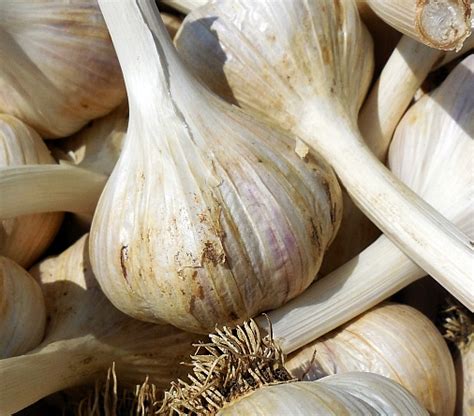 Susan Delafield Garlic Bee Forage Farm