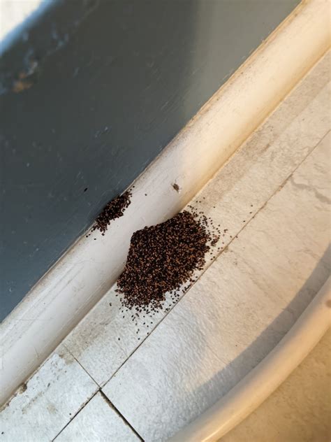 Anyone Know What This Pile Of Dust Is Or Where It Came From Rhome