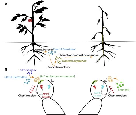 Fungal Sex Receptors Recalibrated To Detect Host Plants Cell Host And Microbe