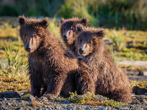 How To Go Kodiak Island Bear Watching In Alaska