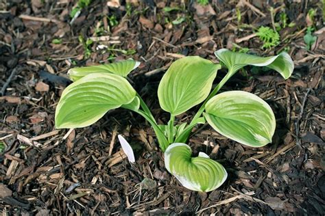 35 Types Of Hostas Flowers Leaves With Photos Identification Guide