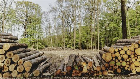 Unep Warns Deforestation Neglect Threatens Global Sustainable Future