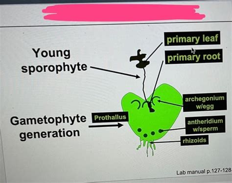Bio Lab 1 Practical Flashcards Quizlet