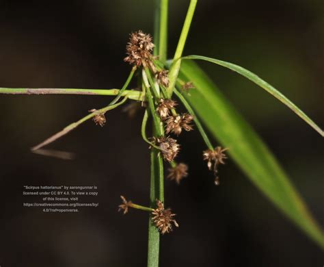 Mosquito Bulrush Scirpus Hattorianus Designs By Nature Up