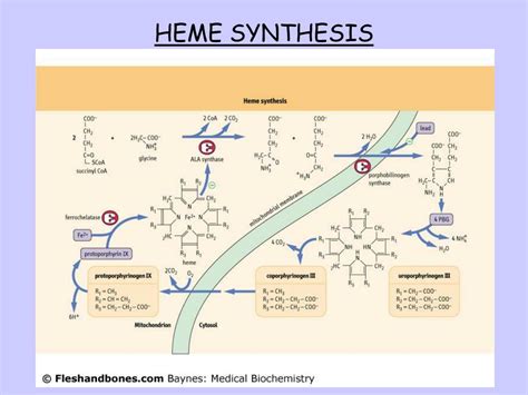 Ppt Pathophysiology Of Heme Synthesis Beth A Bouchard Bioc 212