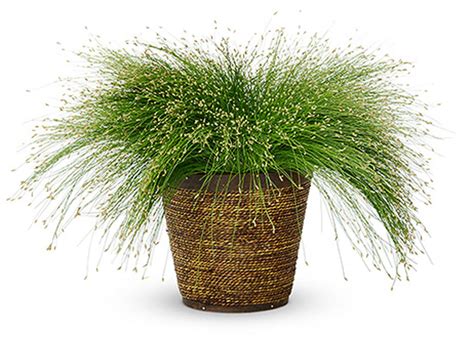 Graceful Grasses® Fiber Optic Grass Isolepis Scirpus Cernua