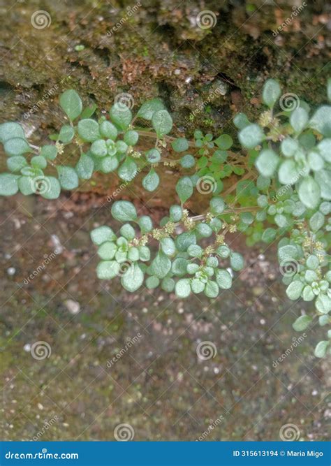 Pilea Microphylla Commonly Known As The Artillery Plant Or Rockweed