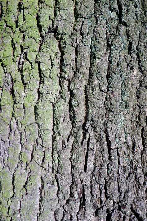 Free Photo Oak Bark Texture Bark English Oak Free Download Jooinn