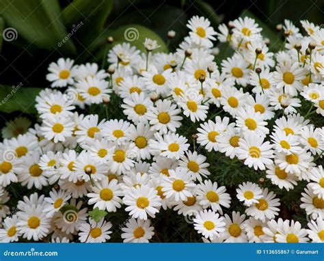 Bunch Of Daisies At Springtime Stock Image Image Of Plant Spring