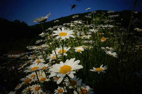 식물 구절초 식물 생물종 Bric