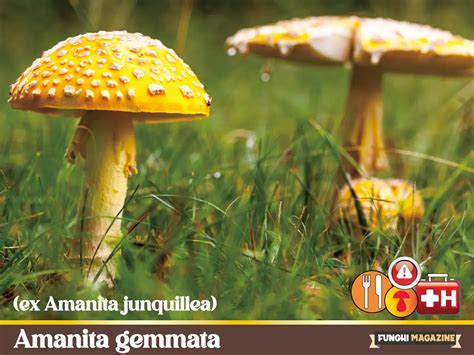 Amanita Gemmata Funghi Magazine