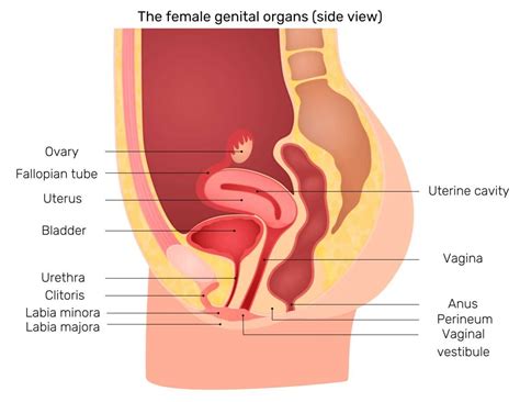 Female Anatomy Diagram And Overview