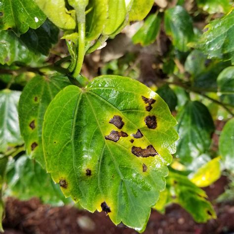 Hibiscus Leaf Fungus