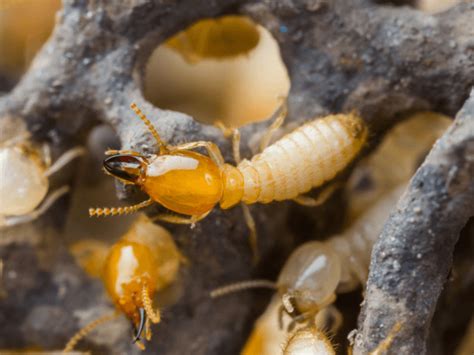How To Identify White Ants And Prevent Termite Infestations