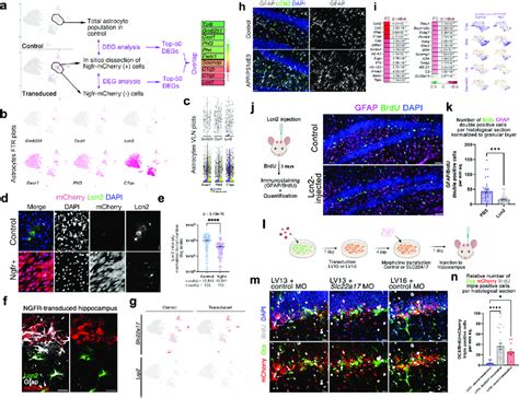 Ngfr Regulates Neurogenic Response In Dg Astrocytes Through Suppression