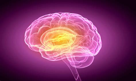 Encefal Ce Este Functii Rol Drmax Farmacie