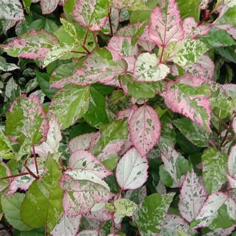 Hibiscus Rosa Sinensis Variegata Hibiscus Rosa Sinensis