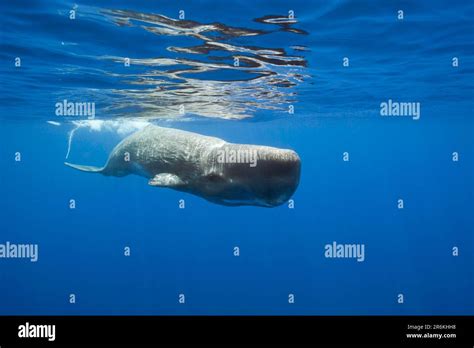 Sperm Whale Physeter Macrocephalus Port Elizabeth South Africa