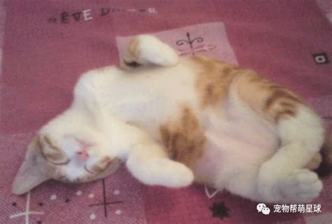 18禁长腿辣猫侧躺露出g奶！引发网友躁动鼻血直流 搜狐大视野 搜狐新闻