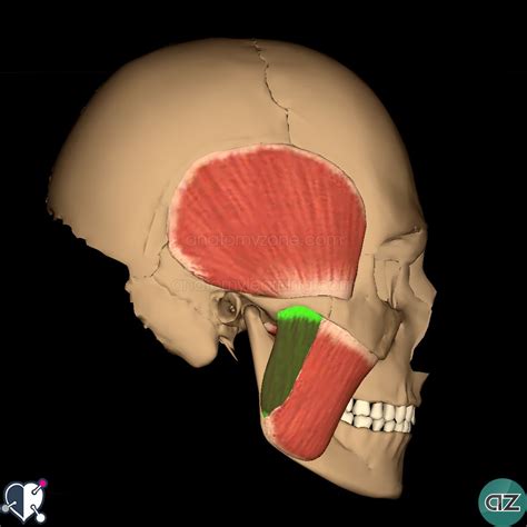 Muscles Of Mastication Anatomyzone