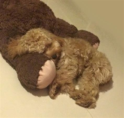 Cockapoo Photo Gallery Florida Cockapoos