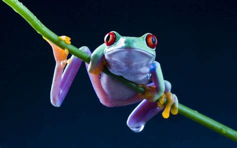 Tree Frog Wallpapers Wallpaper Cave Tree Frog Wallpapers Wallpaper Cave