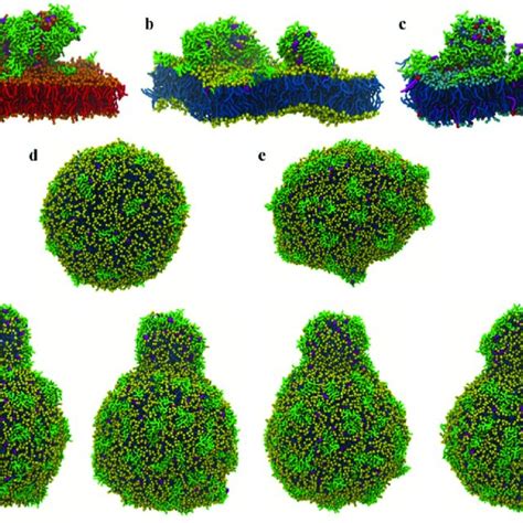 50 Ms Structures Of Cg A Dppc B Popc And C Pope Popg Lipid Download Scientific Diagram
