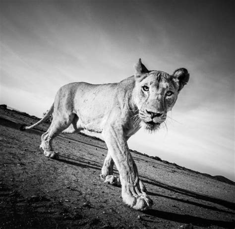 Griet Van Malderen Too Close For Sale At 1stdibs