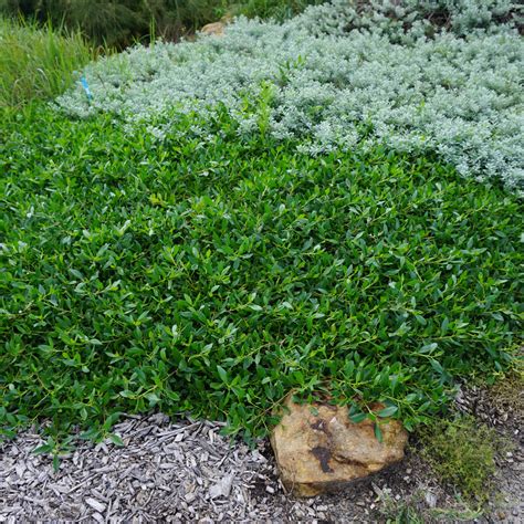 Ground Hug™ Myoporum Insulare Myin01 Pbr Intended The Plant Hub