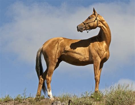 237 Best Akhal Teke The Shiny Coat Of Palominos And Buckskins Led To