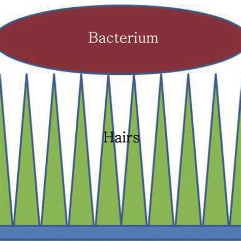 Diagram About Adhesion Of Bacteria To Leaf Surface Bacteria Could Not