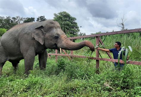 Former “loneliest Elephant In The World” Kaavan Reunites With
