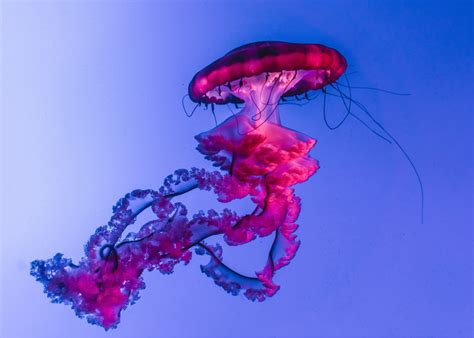 From Crispr To Glowing Proteins To Optogenetics Scientists Most Powerful Technologies Have