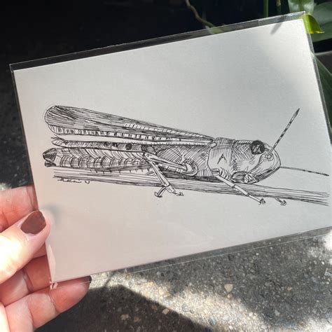 Grasshopper Original Pen And Ink Drawing 5x7 Inches Etsy