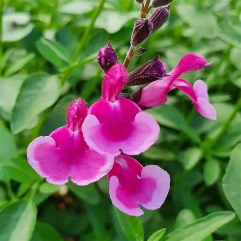 Hardy Salvias Buy Online Uk Middleton Nurseries