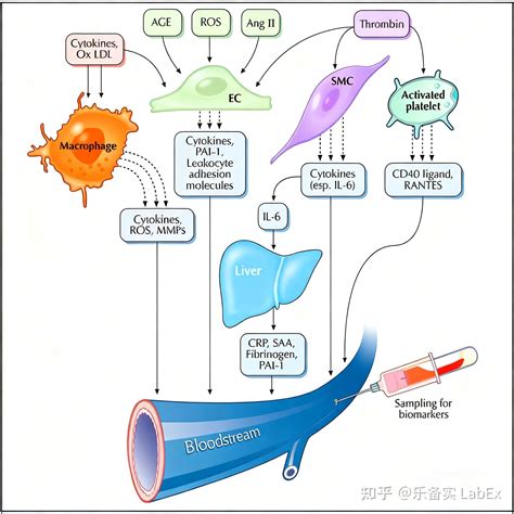 动脉粥样硬化的炎症信号通路和关键指标有哪些？ 知乎